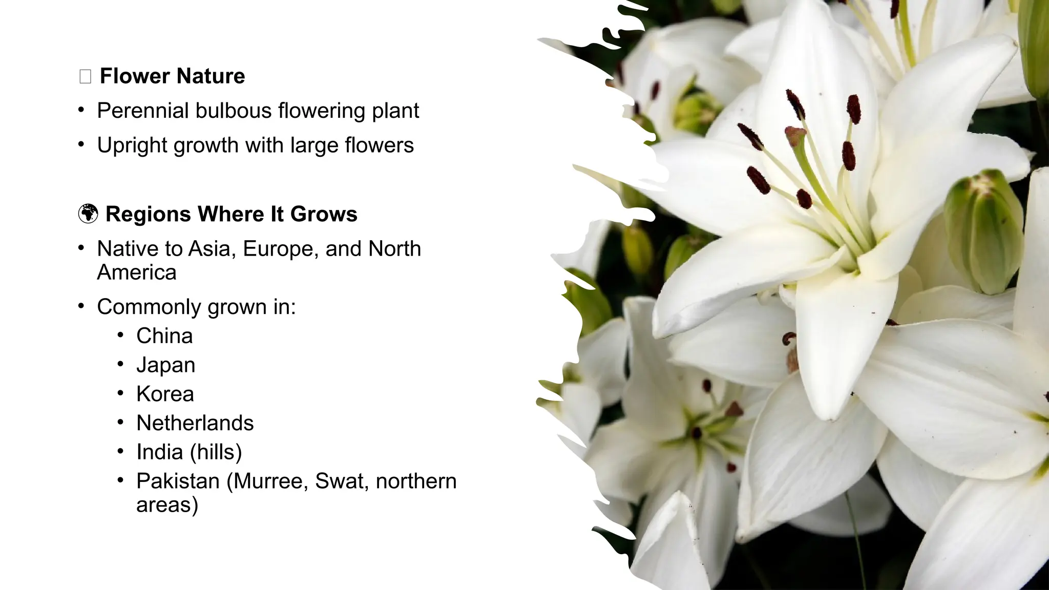 Flower production and their origin .pptx