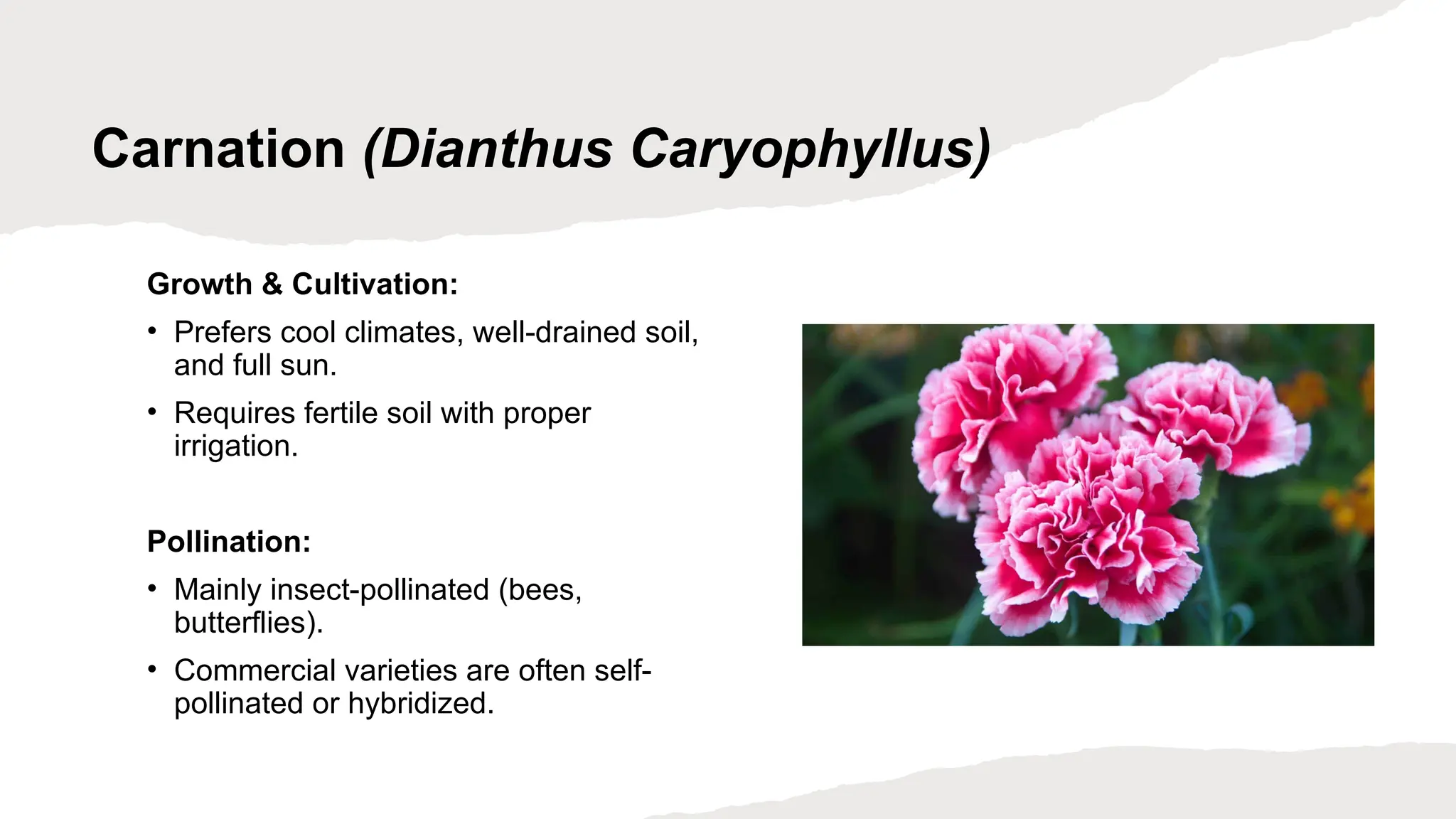 Flower production and their origin .pptx