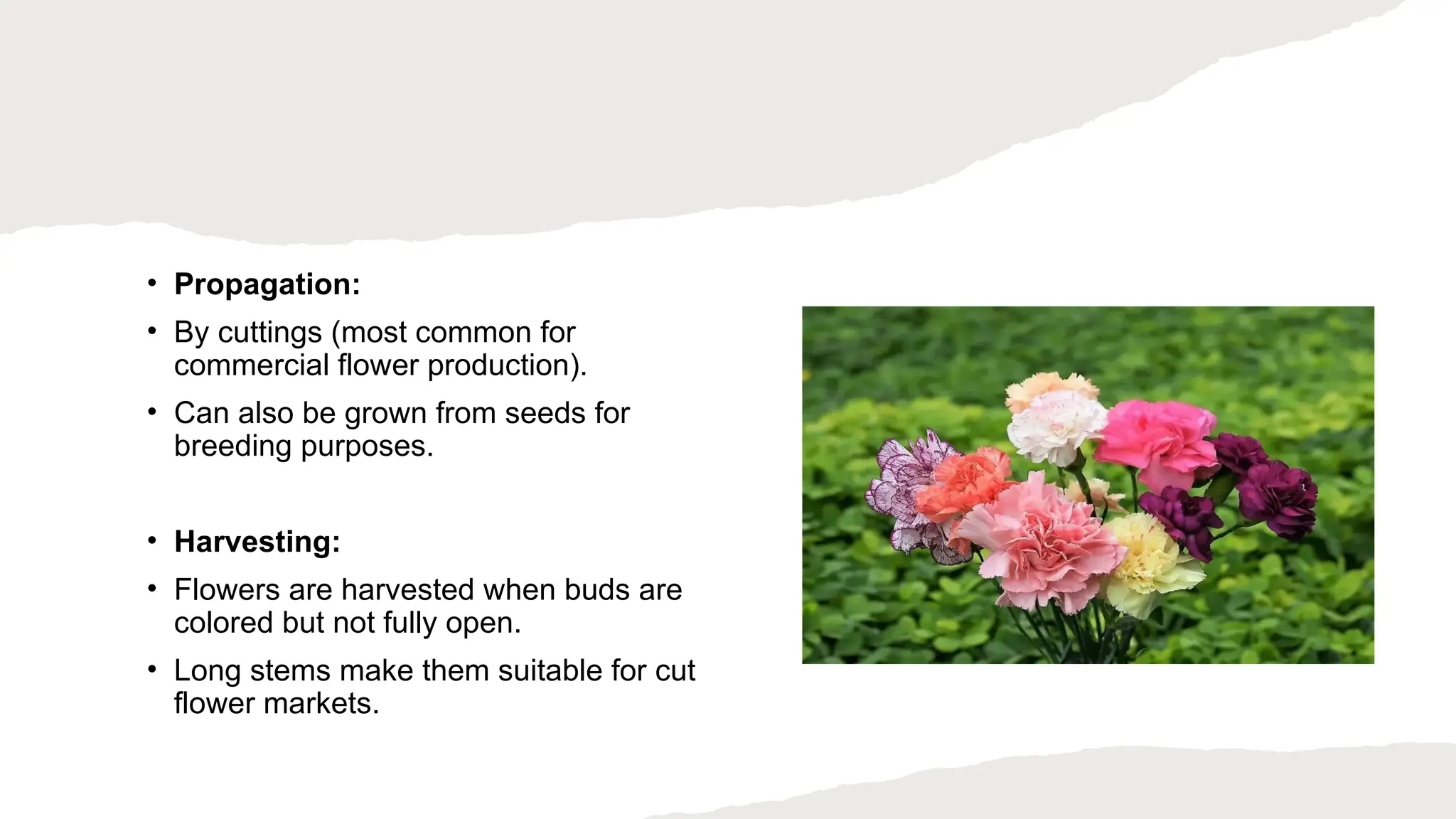 Flower production and their origin .pptx