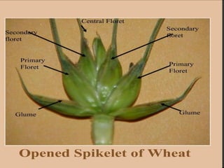 flower-biology-of-wheat reproduction-1.pptx