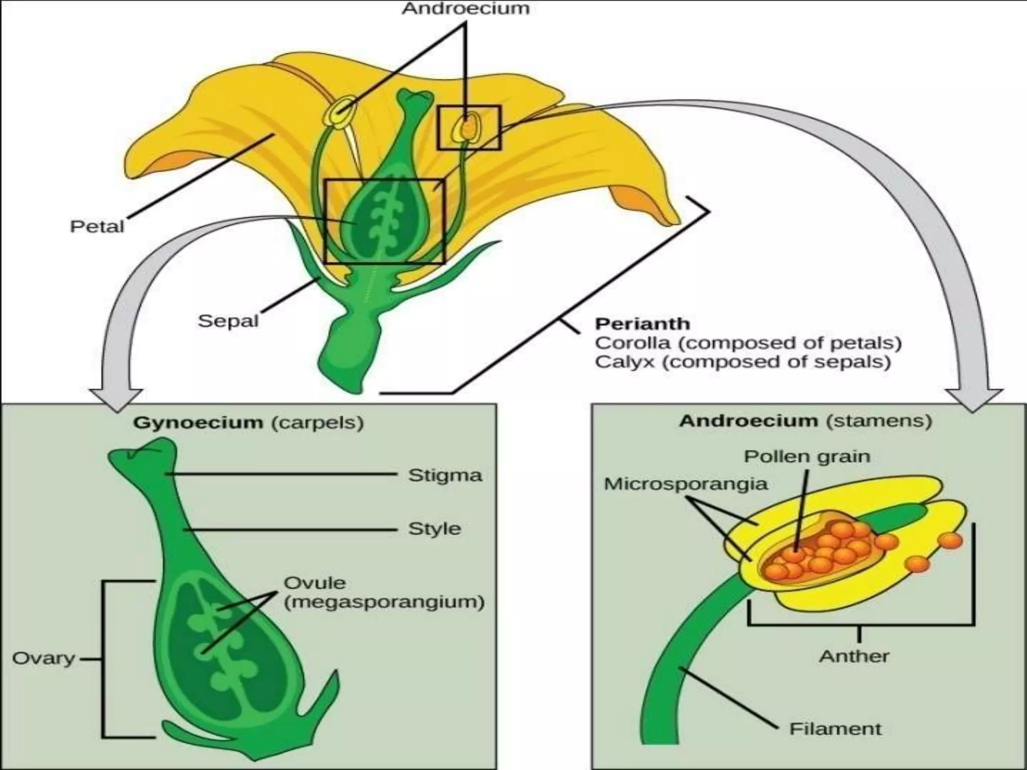 Flowers and Floral Formula | PPTX | Gardening | Home & Garden