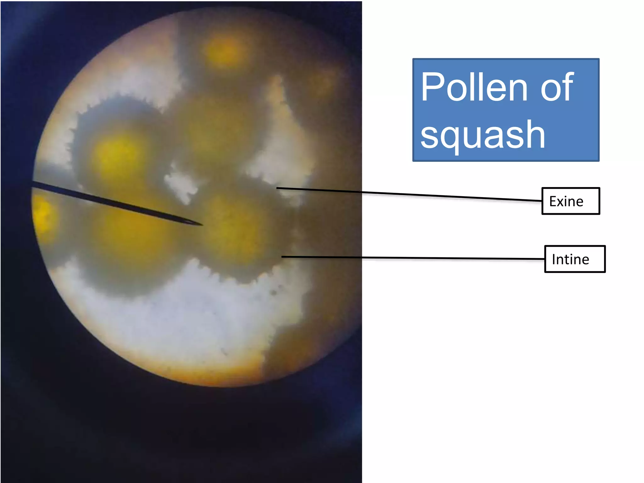 Flowers and Floral Formula | PPTX