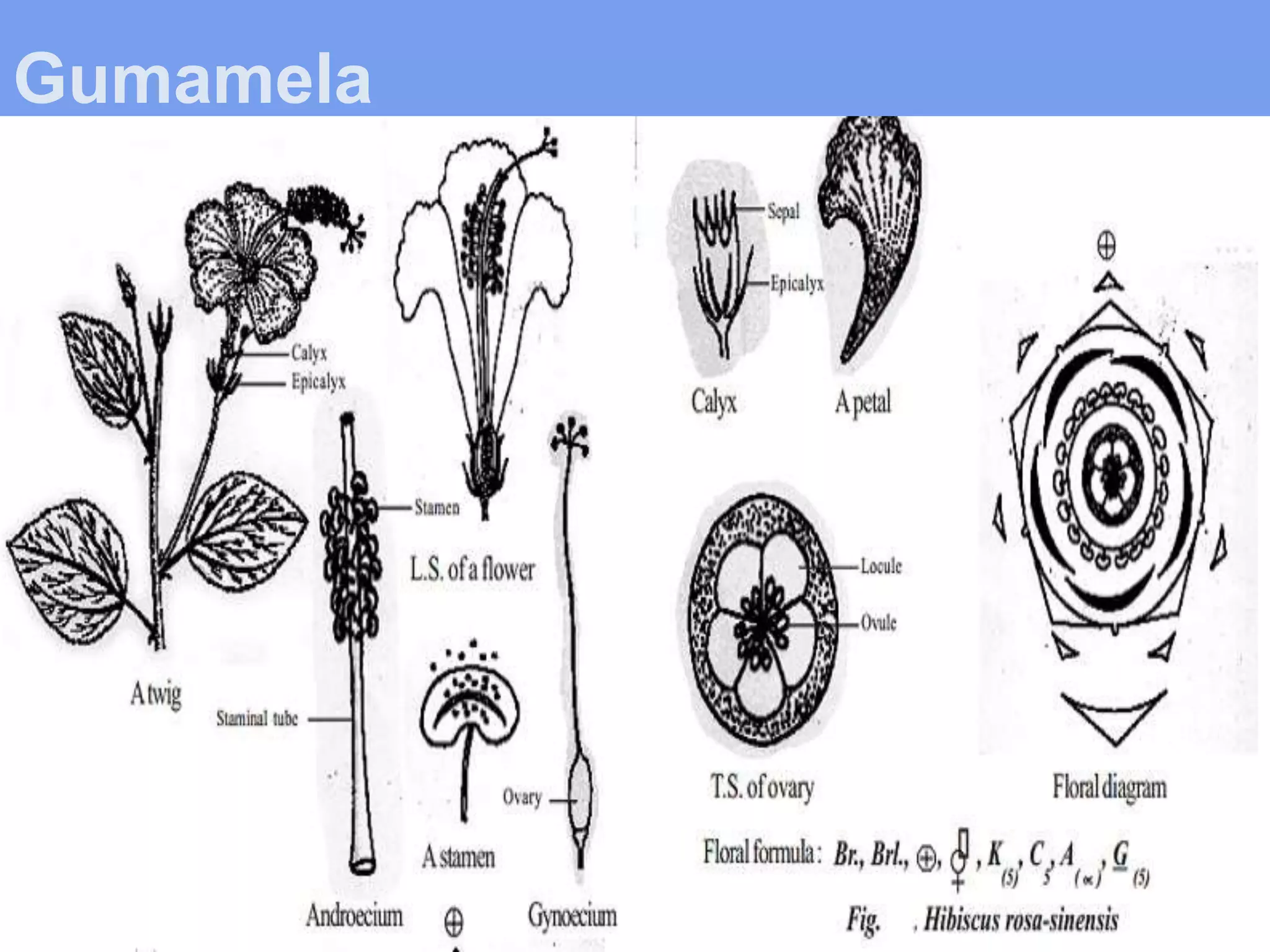 Flowers and Floral Formula | PPTX
