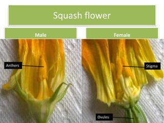 Flowers and Floral Formula | PPTX