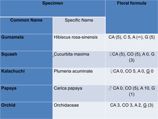 Flowers and Floral Formula | PPTX