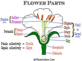 Flowers and Floral Formula | PPTX