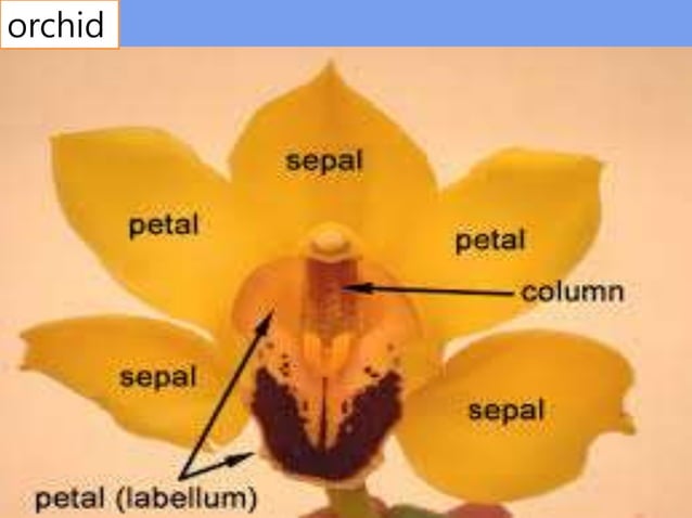 Flowers and Floral Formula | PPTX | Gardening | Home & Garden
