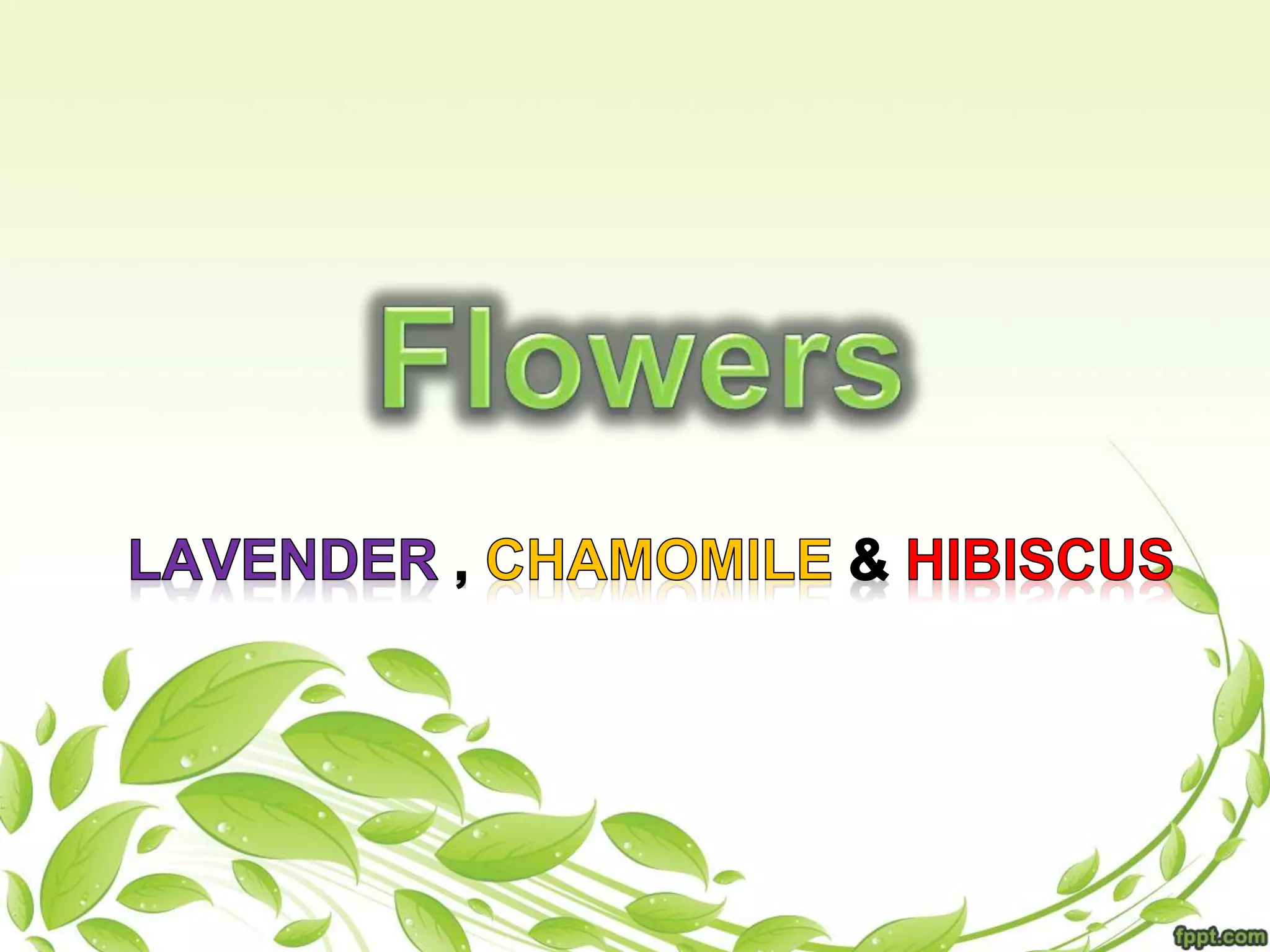 Flowers ( lavender , chamomile & Hibiscus) | PPTX