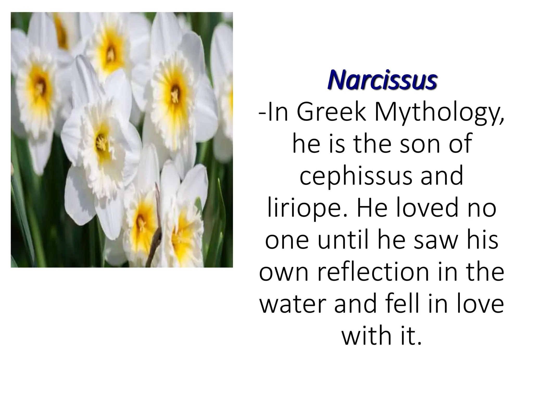 FLOWER- MYTHS-WPS Office.pptx