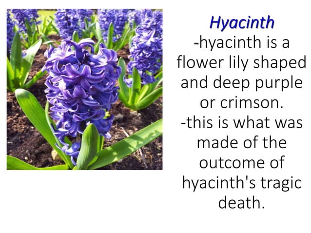 FLOWER- MYTHS-WPS Office.pptx