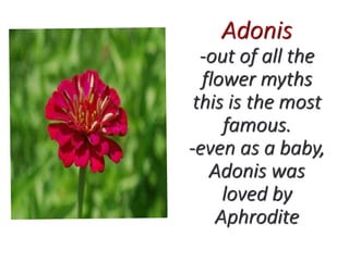 FLOWER- MYTHS-WPS Office.pptx