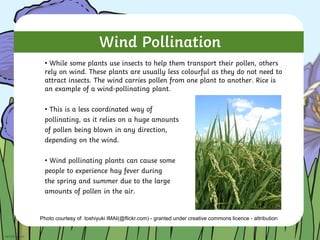 Flower pollination-task-setter-powerpoint - text-converted | PDF