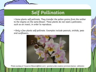 Flower pollination-task-setter-powerpoint - text-converted | PPT