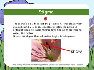 Flower pollination-task-setter-powerpoint - text-converted | PPT