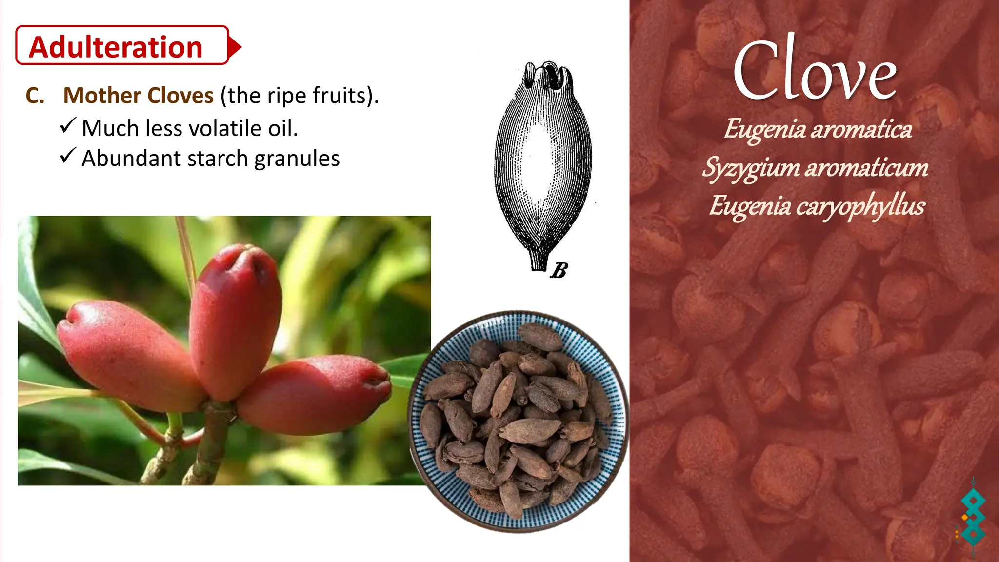 Practical pharmacognosy: Flower 1. clove 2023.pdf