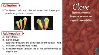Practical pharmacognosy: Flower 1. clove 2023.pdf