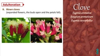 Practical pharmacognosy: Flower 1. clove 2023.pdf
