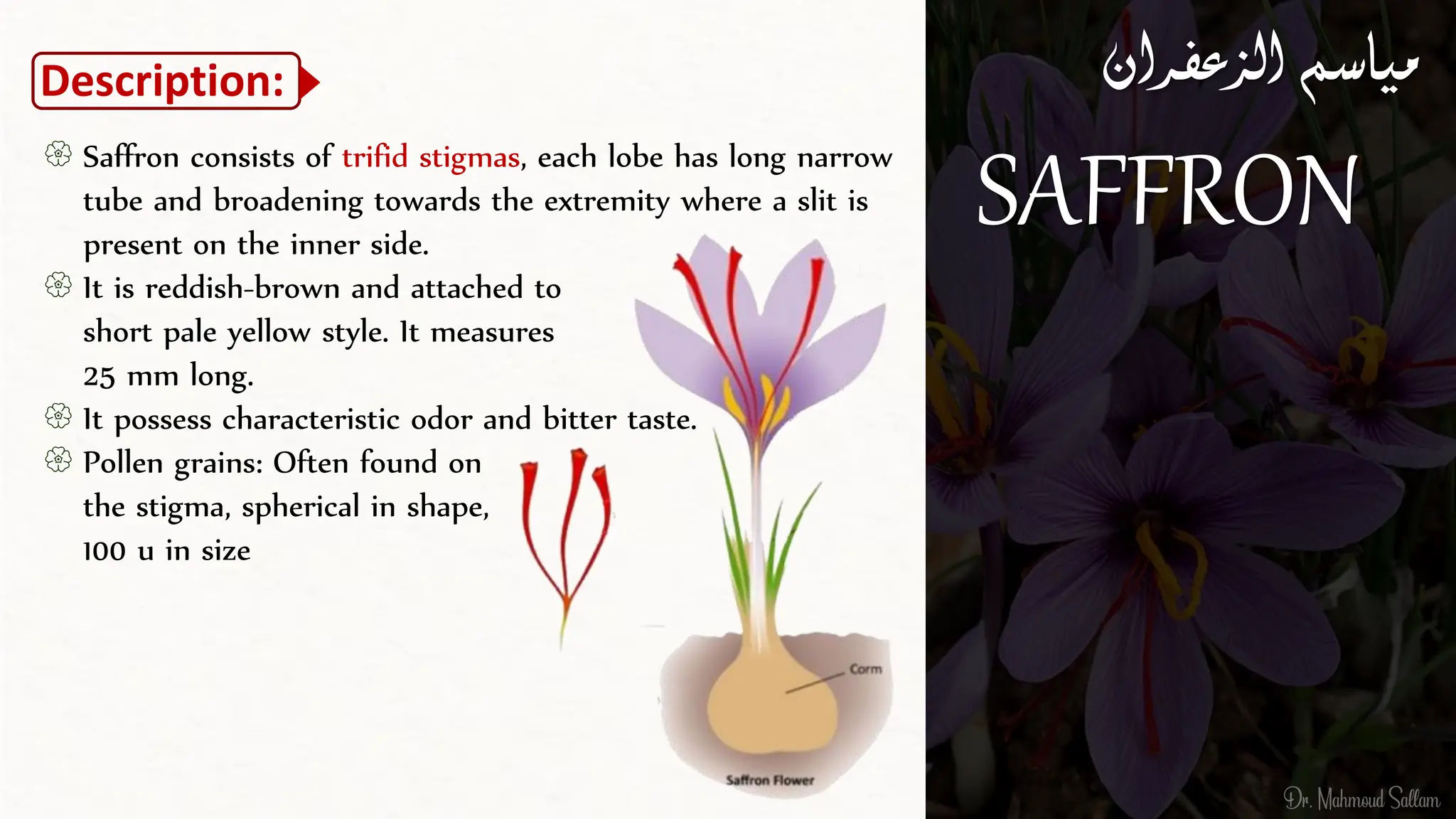 Pharmacognosy Flower 3. Compositae 2023.pdf