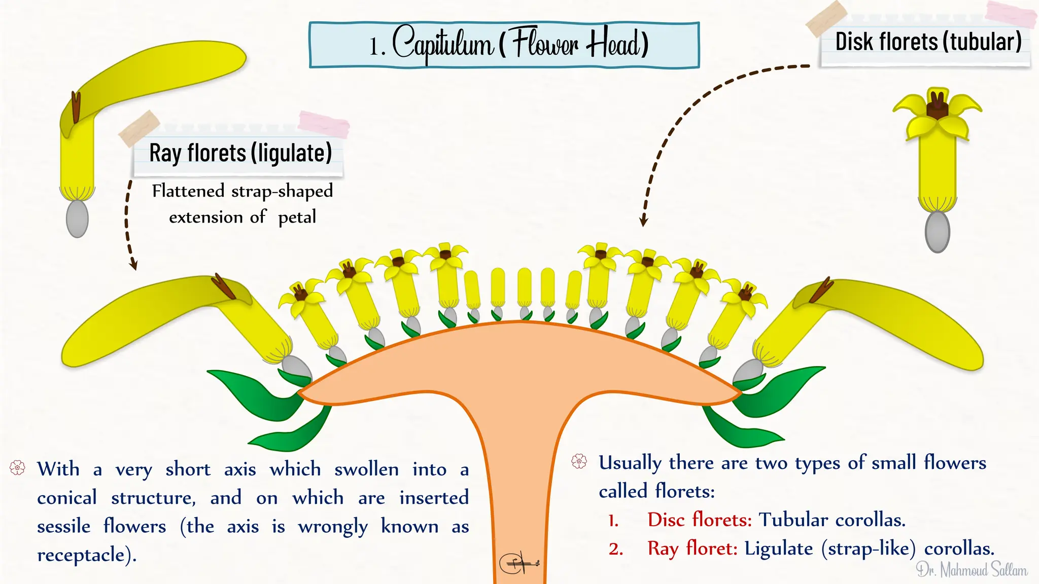 Pharmacognosy Flower 3. Compositae 2023.pdf