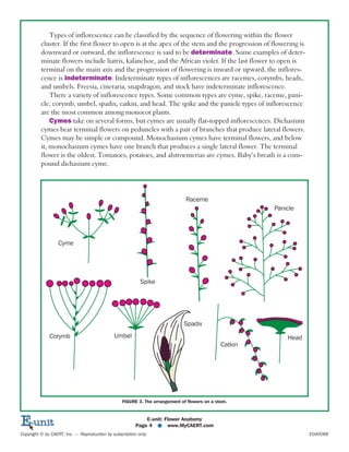 Flower anatomy | PDF