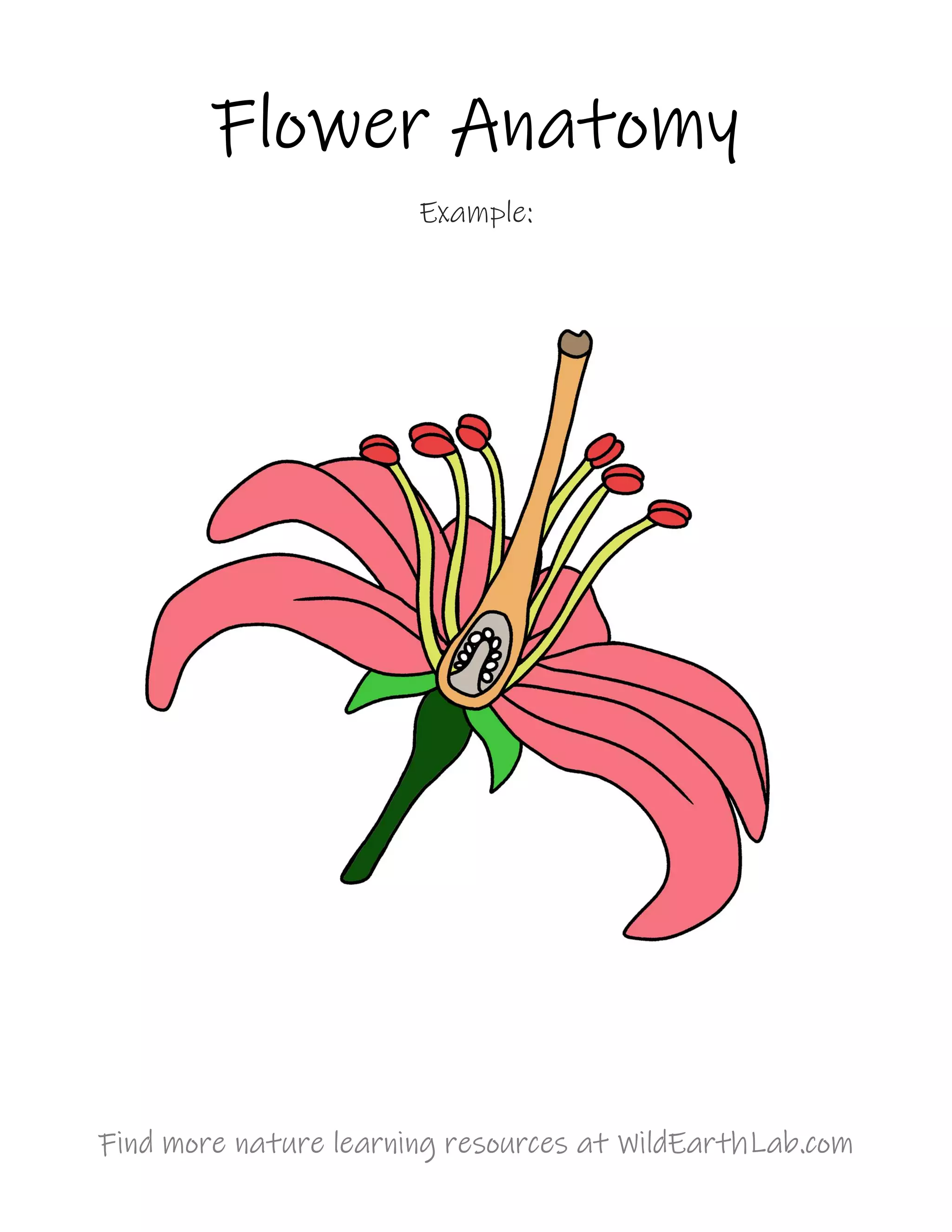 Flower_Anatomy_Coloring.pdf