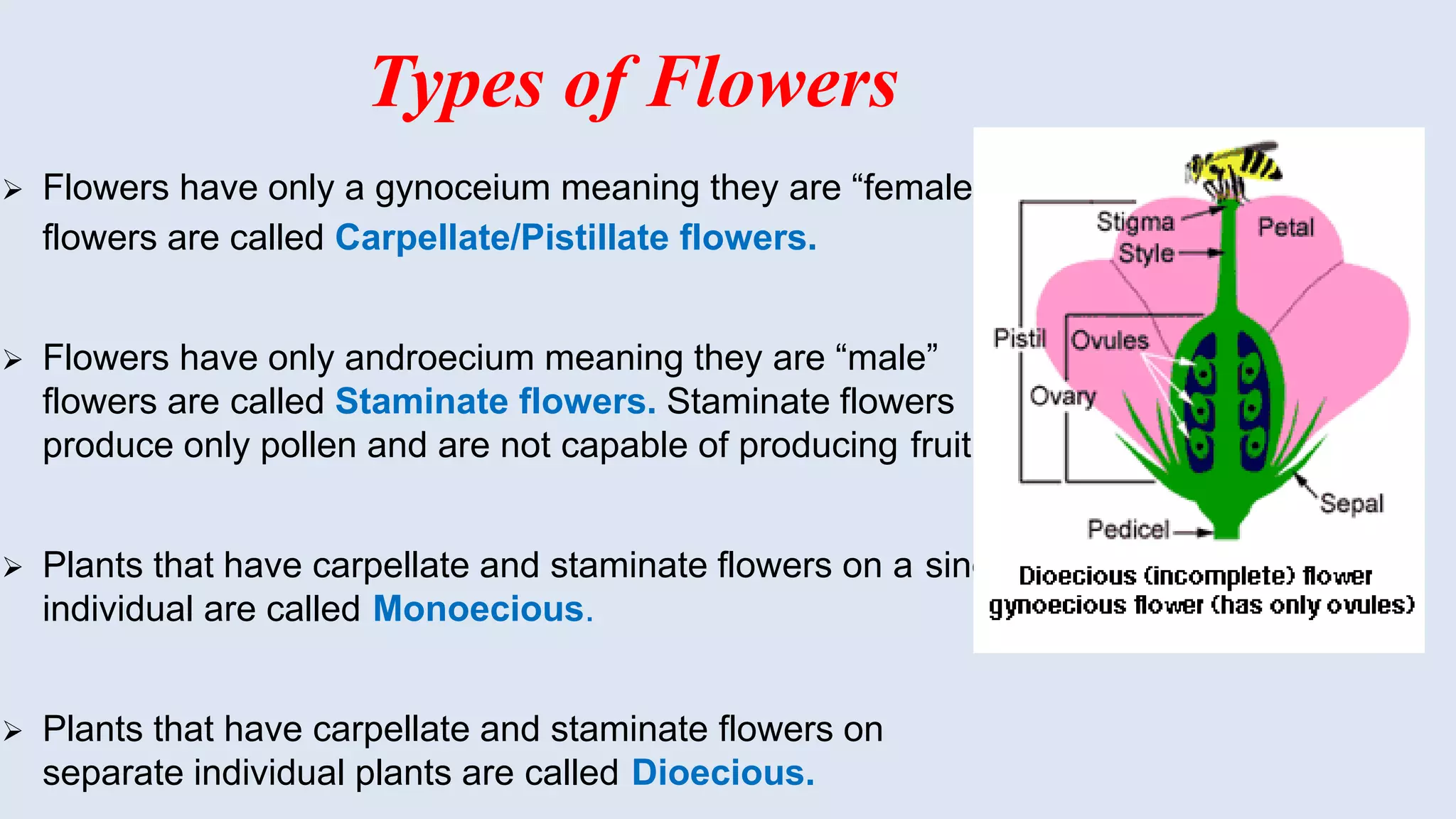 Parts of Flower and types | PPTX