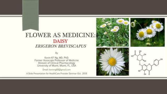 Flower as medicine: daisy, erigeron breviscapus | PPT