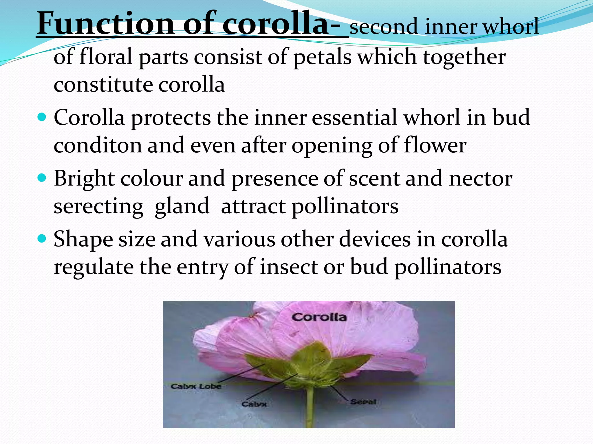 Flower as shoot modification | PPTX