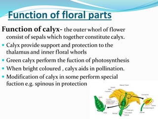 Flower as shoot modification | PPTX | Gardening | Home & Garden