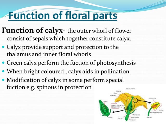 Flower as shoot modification | PPTX | Gardening | Home & Garden