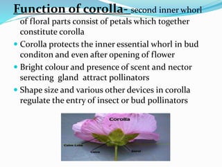 Flower as shoot modification | PPTX | Gardening | Home & Garden