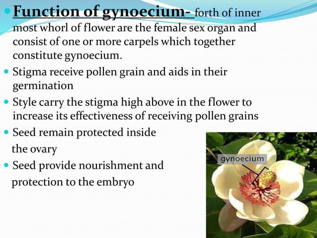Flower as shoot modification | PPTX | Gardening | Home & Garden