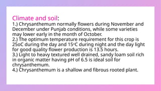 flower chrysanthemum it’s cultivation practices and production ...