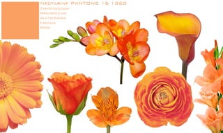 Flower Color Trends - Spring 2013 | PDF