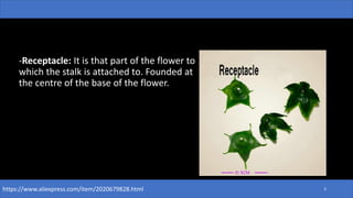 Flower compartments | PPT