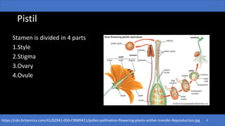 Flower compartments | PPT