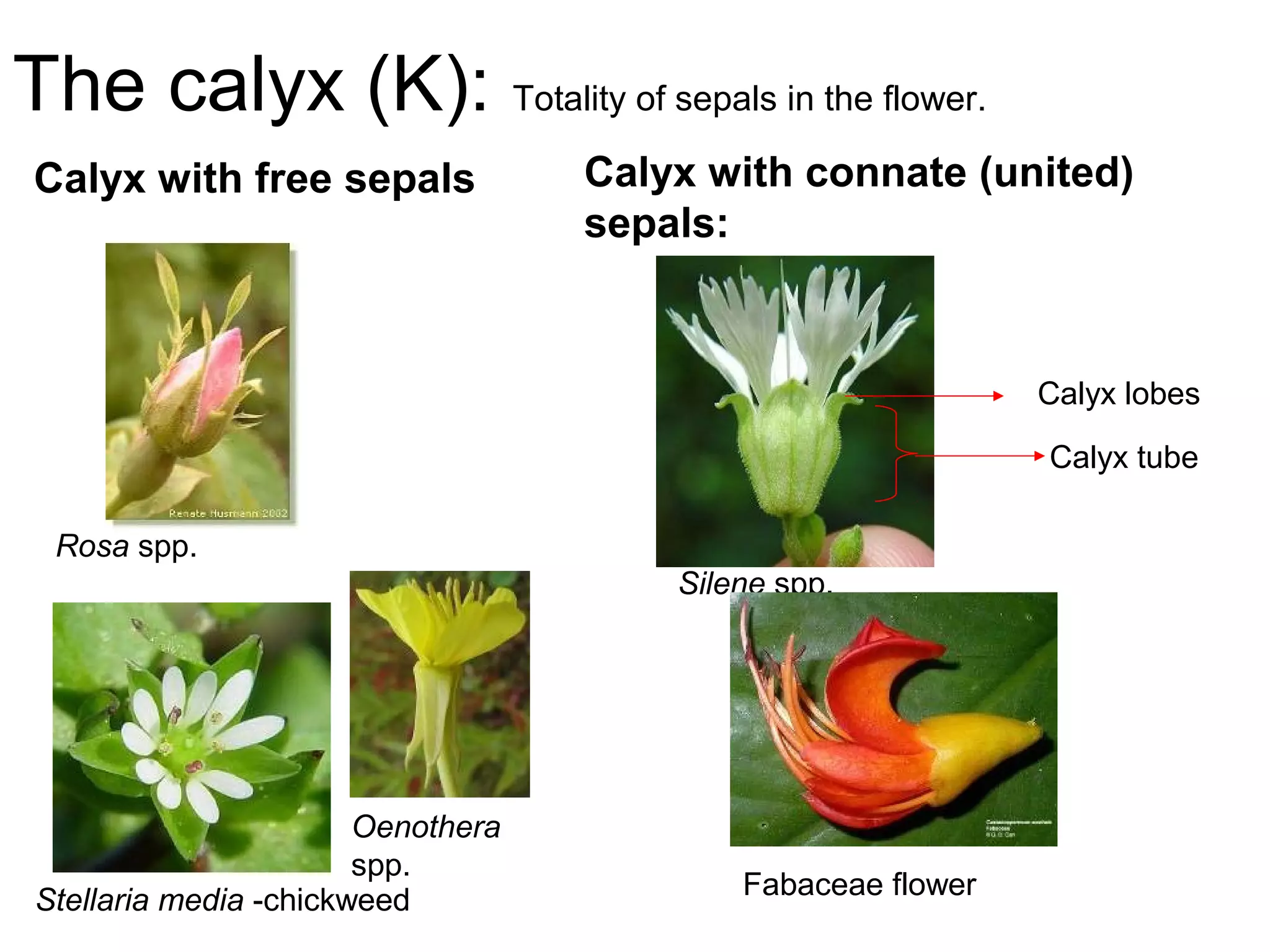 Flower Morphology | PPT