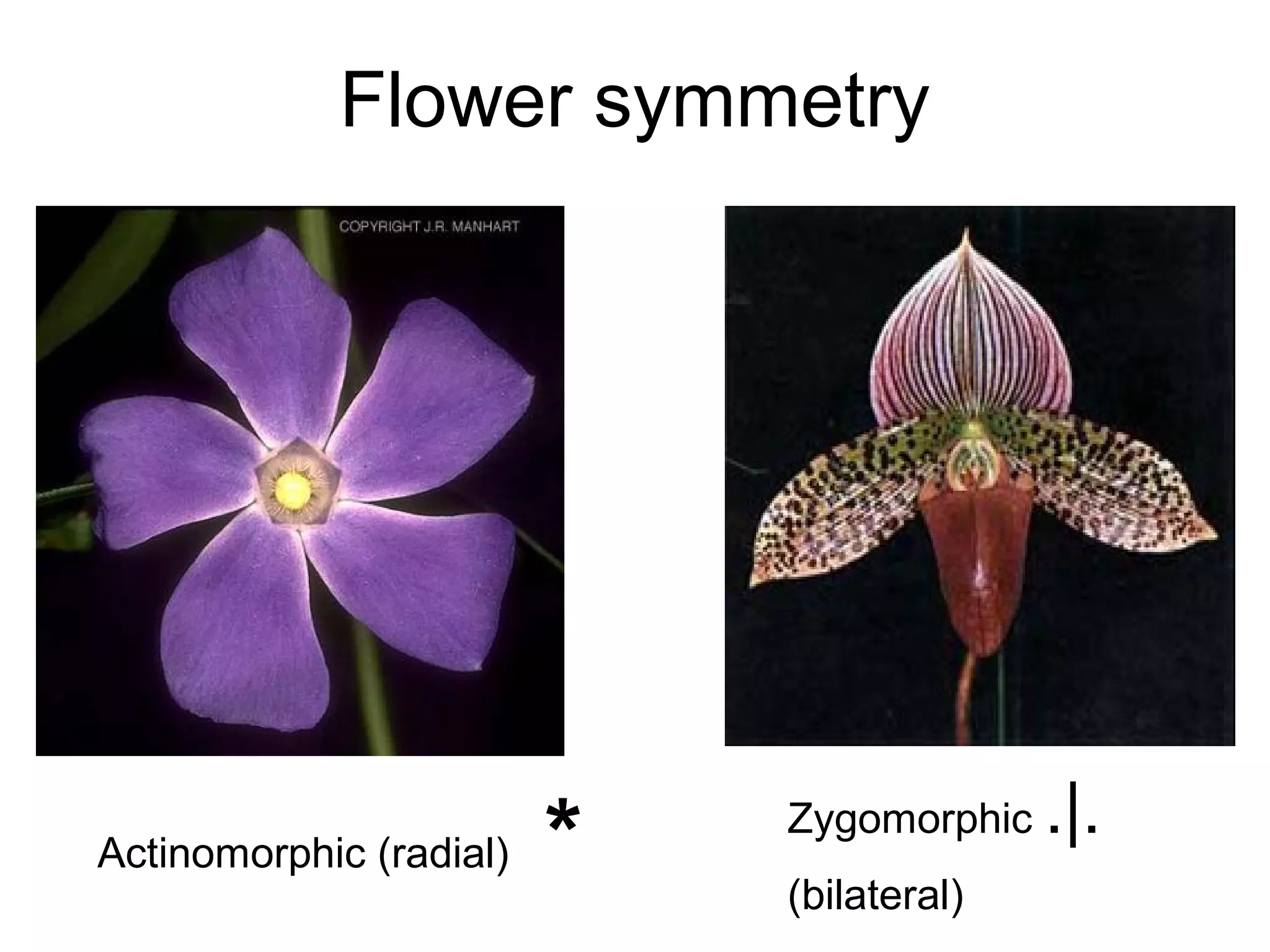Flower Morphology | PPT
