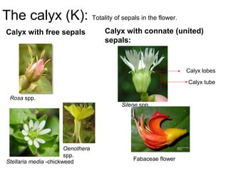 Flower Morphology | PPT