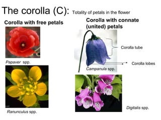 Flower Morphology | PPT