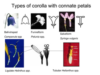 Flower Morphology | PPT