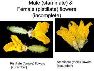 Flower Morphology | PPT