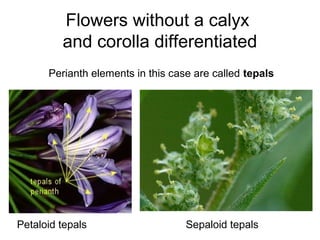 Flower Morphology | PPT