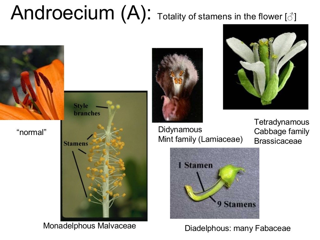 Flower Morphology Flower Morphology