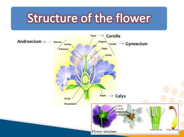 How to describe a flowering plant | PPT