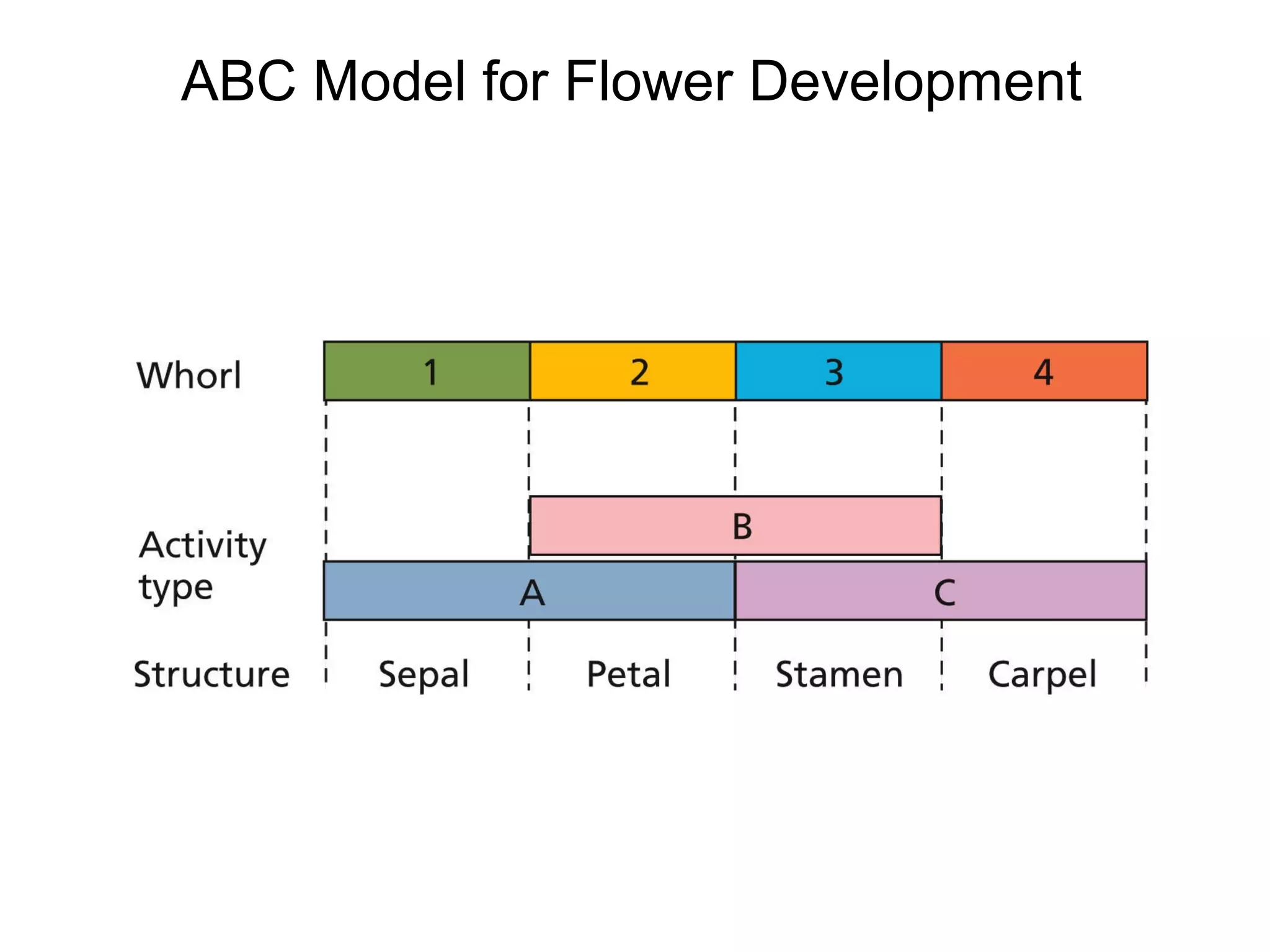 Flower development | PPT