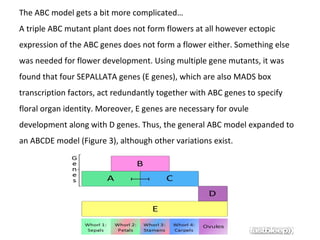 Flower development | PPT