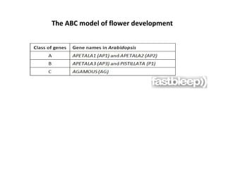 Flower development | PPT