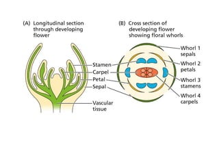Flower development | PPT