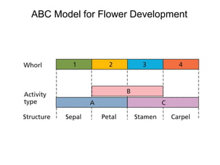 Flower development | PPT